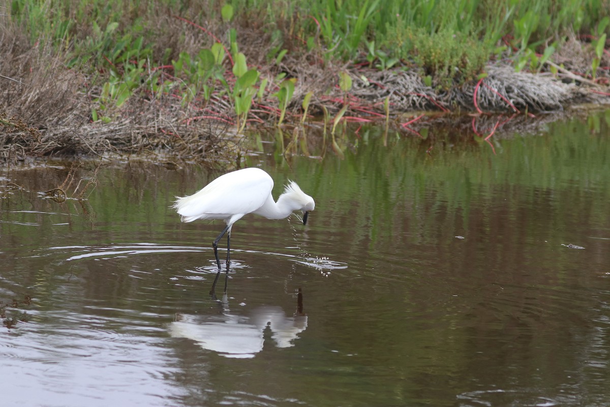 eBird Checklist - 11 Jun 2024 - Upper Newport Bay Nature Preserve--Muth ...