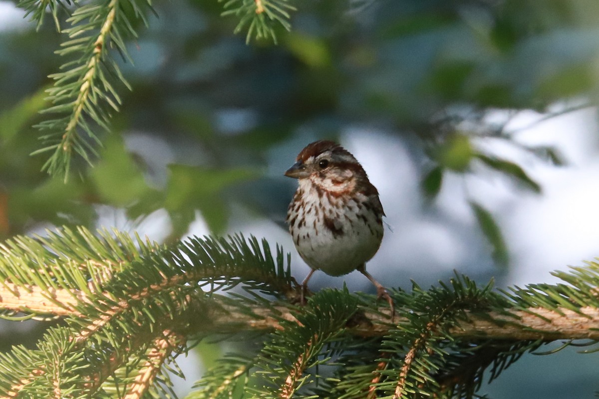 Pennsylvania Bird Atlas Checklist - 16 Jun 2024 - 406 Upper Georges Valley Rd, Spring Mills US ...