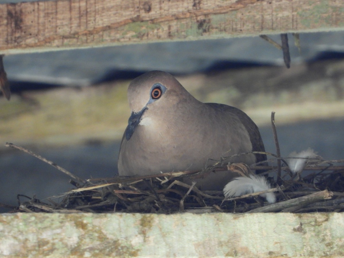 eBird Checklist - 16 Jun 2024 - San Miguel de Bijagua, Camino viejo al ...