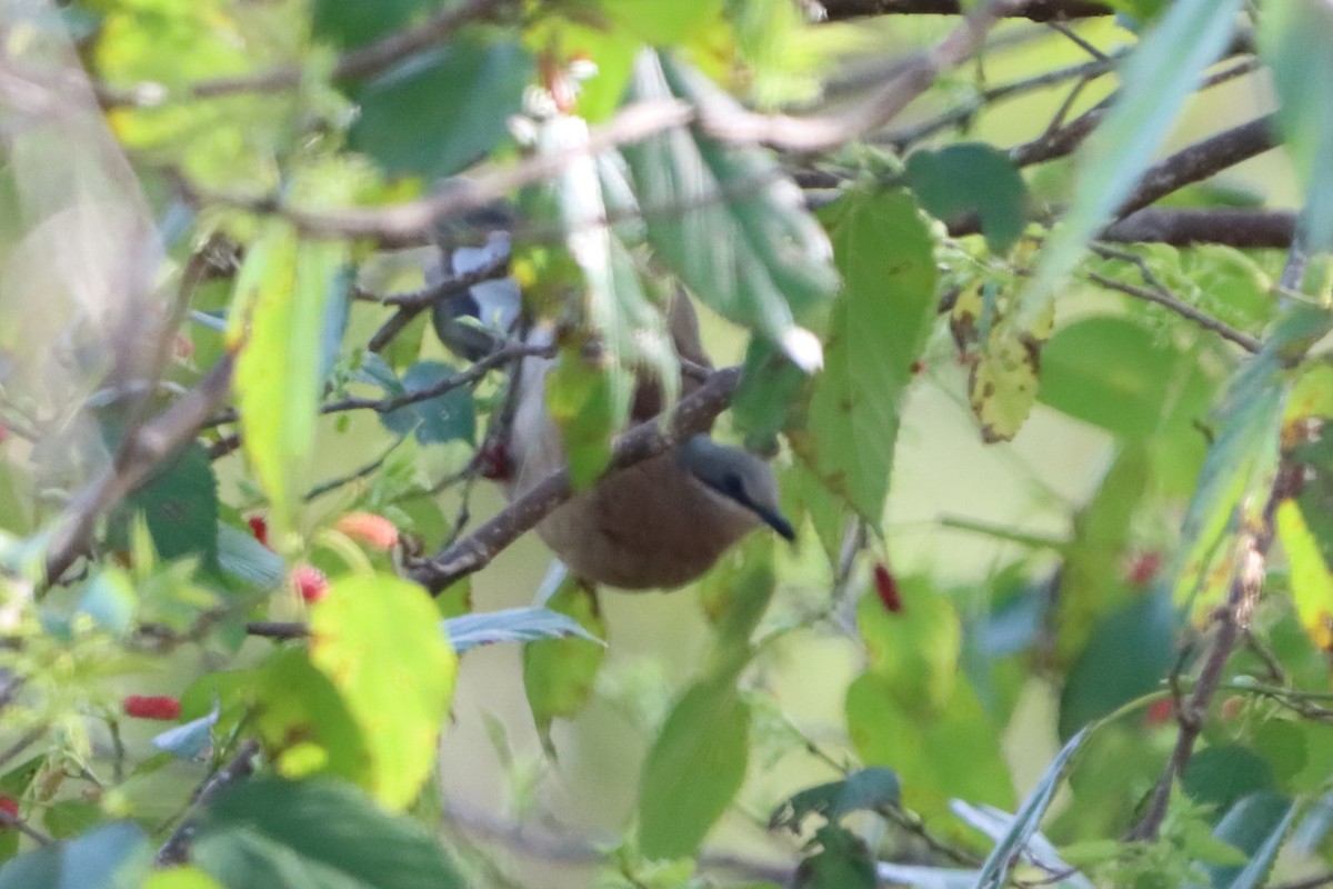 eBird Checklist - 18 Jun 2024 - Sallas Park, Bago City (950m) - 19 ...