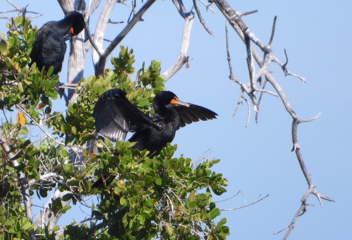 eBird Checklist - 9 Jun 2024 - Key West NWR—Marquesas Keys - 9 species