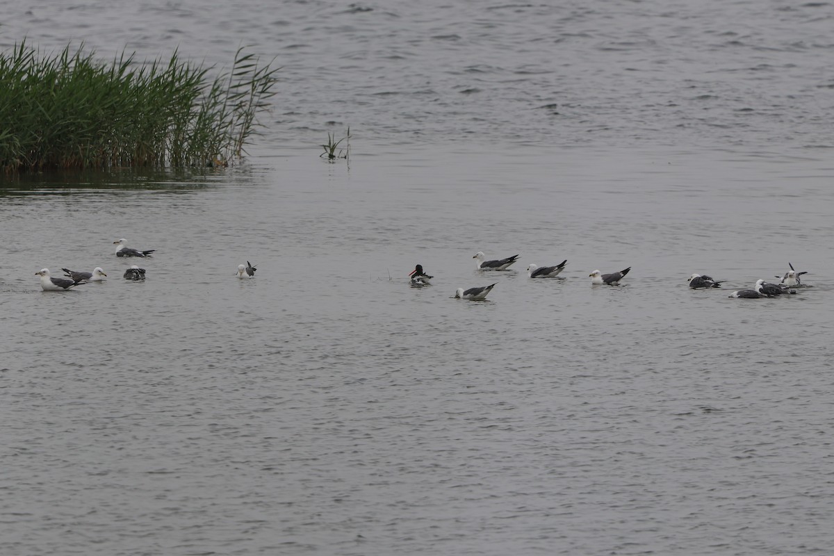 eBird Checklist - 17 Jun 2024 - 야미도(Yami-do (island)) - 25 species