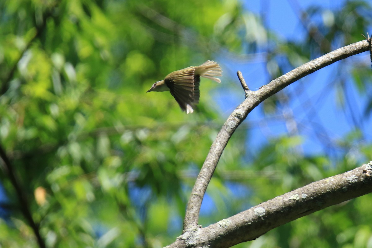 eBird Checklist - 15 Jun 2024 - Deer Pond Farm, CT Audubon (Dutchess Co ...