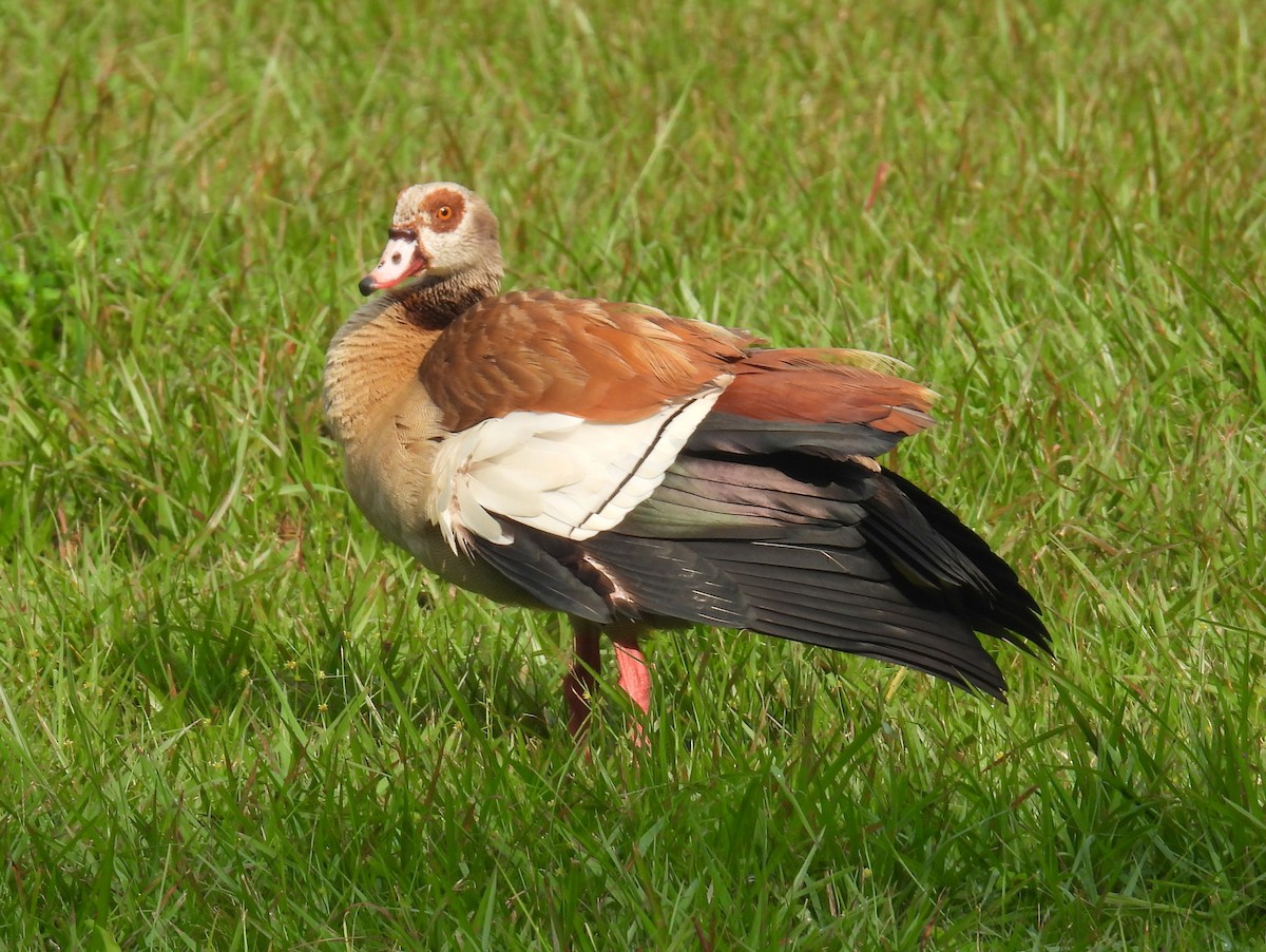 eBird Checklist - 29 May 2024 - Entebbe Botanical Garden - 37 species