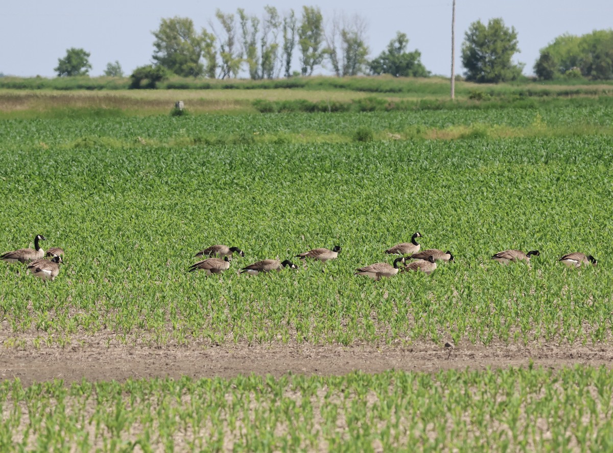 eBird Checklist - 14 Jun 2024 - Horicon Marsh - Point Road - 9 species