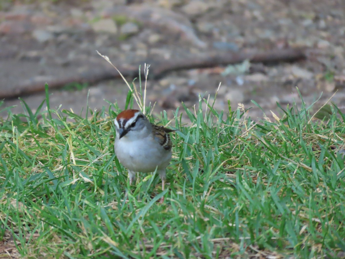 Pennsylvania Bird Atlas Checklist - 18 Jun 2024 - Leaser Lake - 52 species