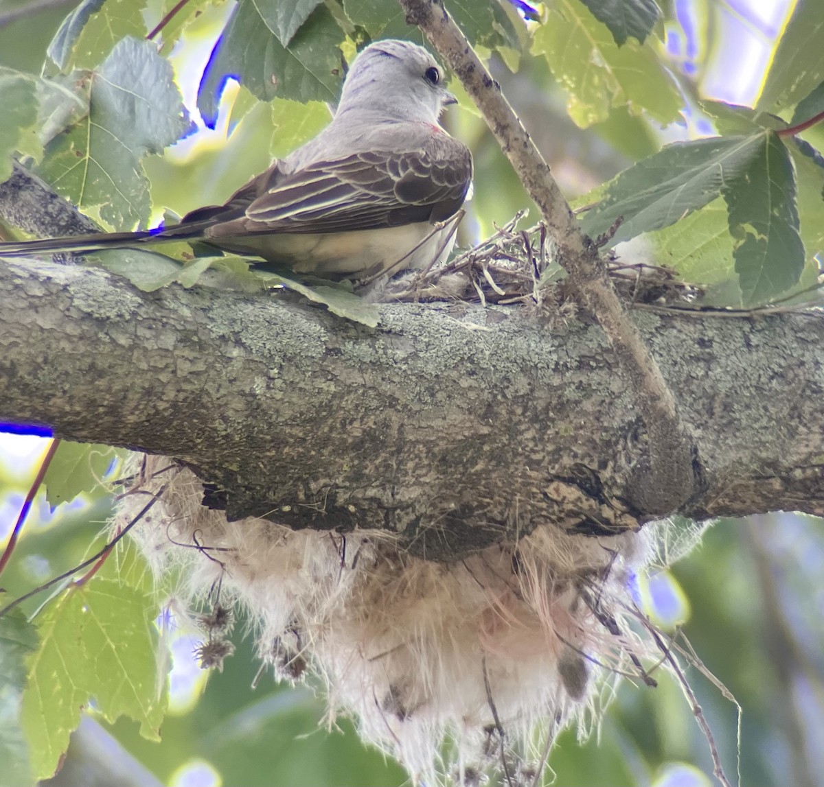 eBird Checklist - 18 Jun 2024 - stakeout Scissor-tailed Flycatcher, York County Airport (2019 ...