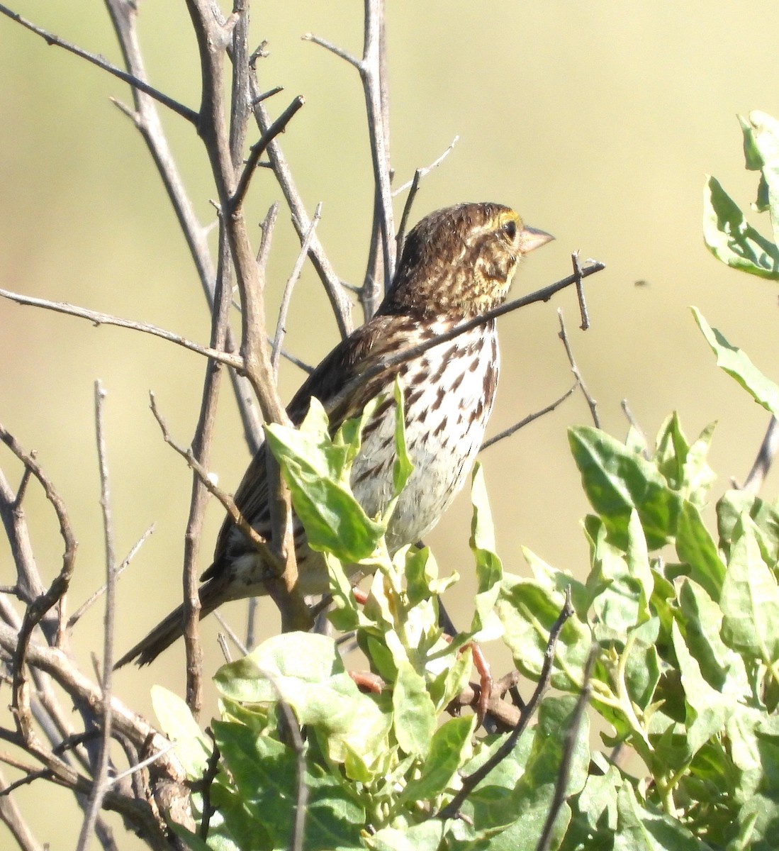 eBird Checklist - 16 Jun 2024 - UCSB North Campus Open Space (formerly ...