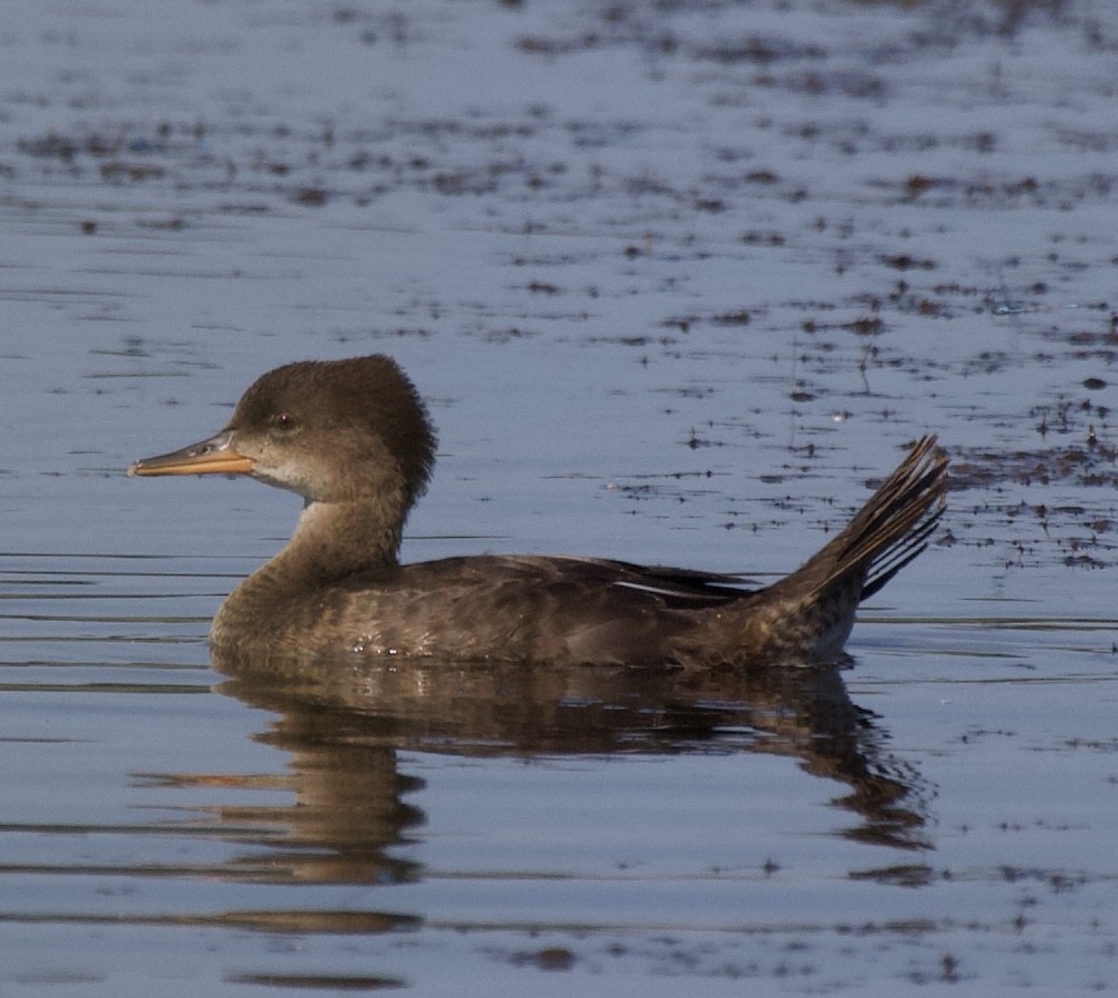 eBird Checklist - 16 Jun 2024 - Sharon Mills Co. Park--north - 23 species