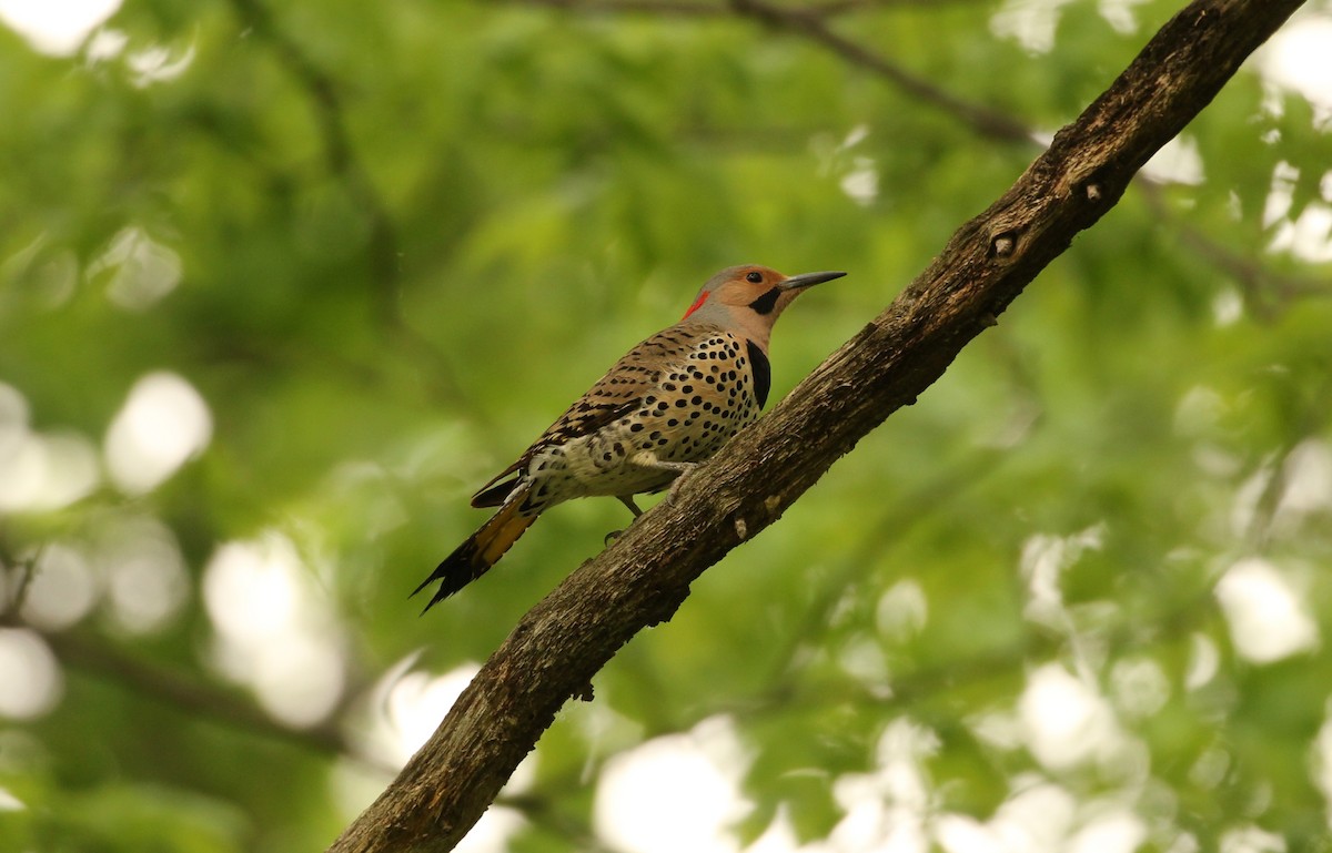 eBird Checklist - 15 May 2024 - Hok-Si-La Park - 29 species