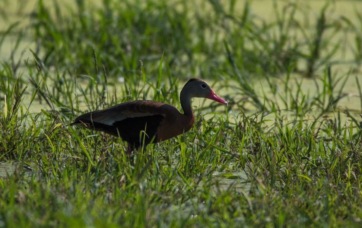 eBird Checklist - 26 Jul 2021 - Paco's Reserva de Flora y Fauna - 14 ...
