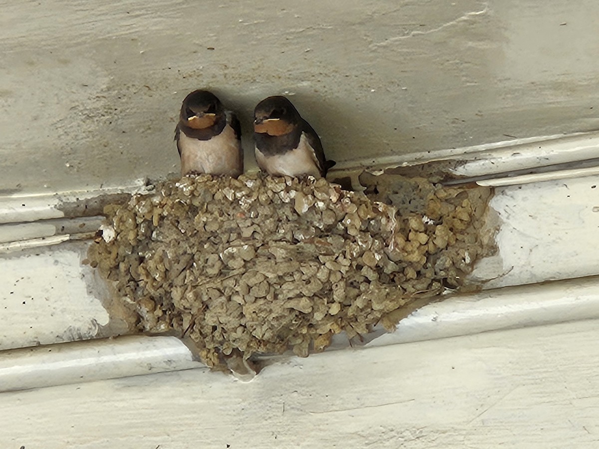 Taiwan Bird Atlas Checklist - 19 Jun 2024 - 新北三峽-g94 北大國小 - 13 species