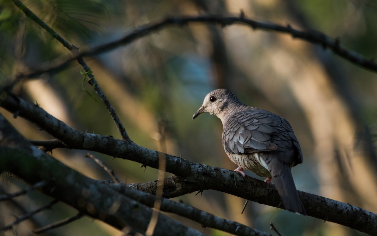 eBird Checklist - 30 Jul 2021 - Paco's Reserva de Flora y Fauna - 8 species