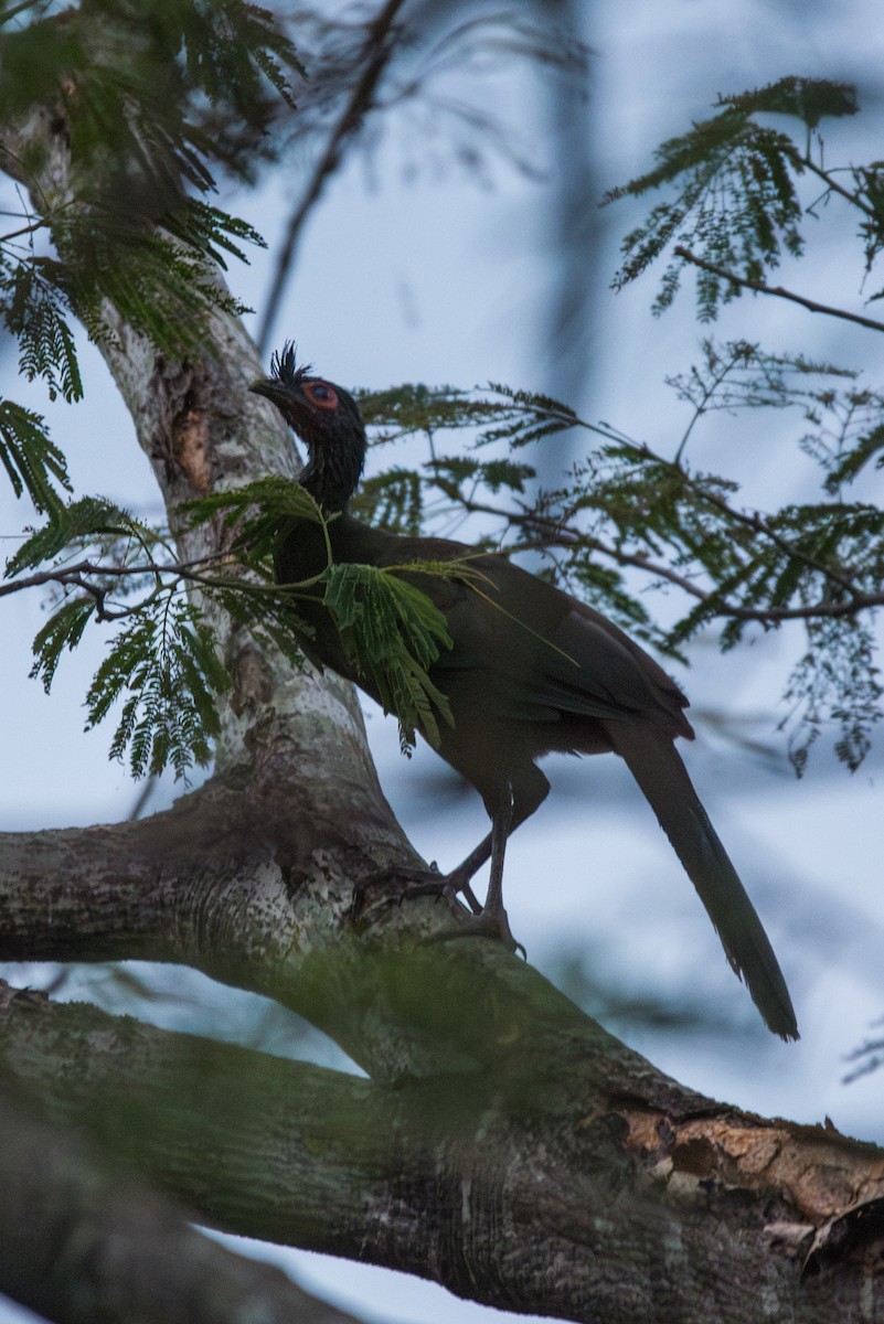 eBird Checklist - 31 Jul 2021 - Reserva de La Chara Pinta (Tufted Jay ...