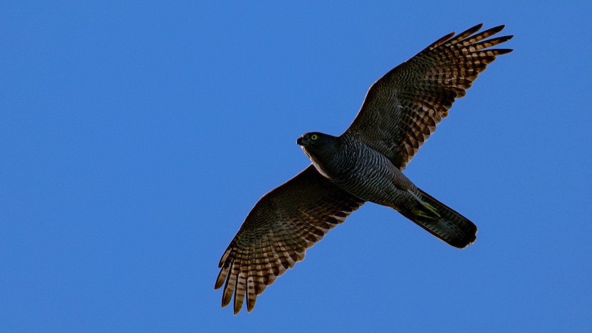 eBird Checklist - 19 Jun 2024 - Bass Point (Shellharbour) - 5 species