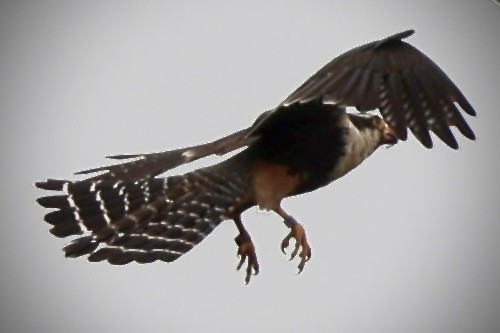 eBird Checklist - 17 Jun 2024 - Mustang Island SP—Aplomado Falcon Viewing Platform, TX361 - 1 ...