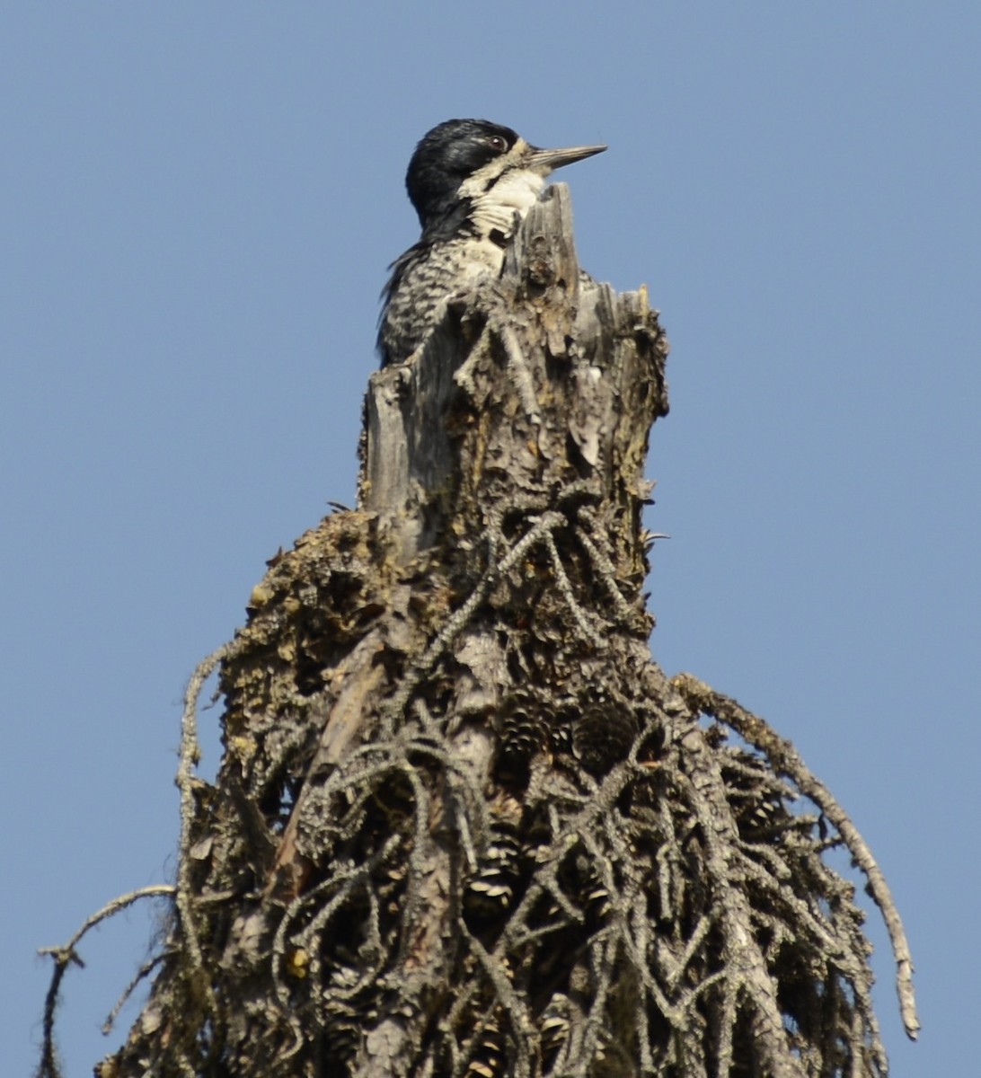 eBird Checklist - 9 Jun 2024 - Willow--2015 Sockeye burn - 10 species