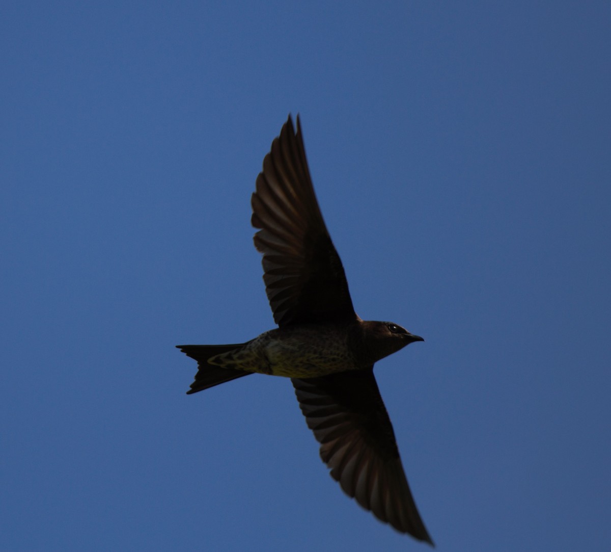 Pennsylvania Bird Atlas Checklist - 19 Jun 2024 - Bucktoe Creek ...