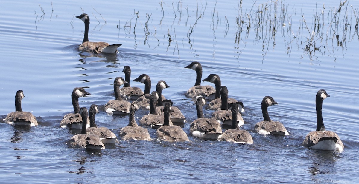 eBird Checklist - 18 Jun 2024 - Lower Klamath NWR--Auto Tour Route - 44 ...