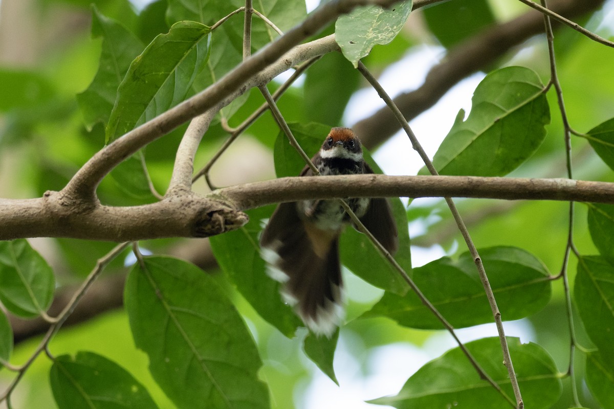 Micronesian Rufous Fantail (Yap) - eBird