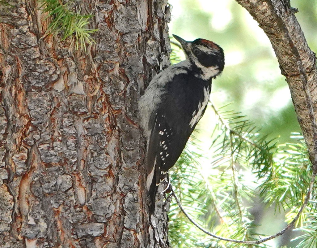 eBird Checklist - 18 Jun 2024 - Mt. Graham--Cunningham CG - 13 species