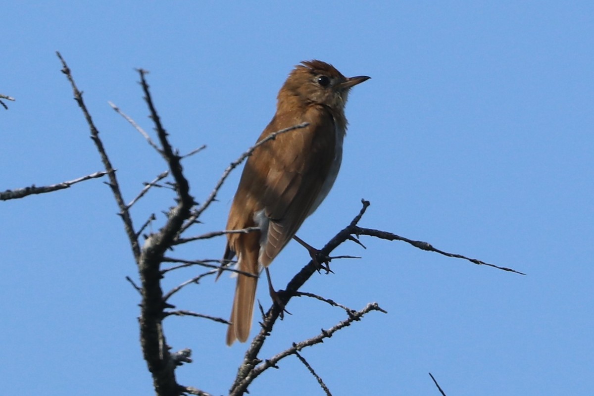 Pennsylvania Bird Atlas Checklist - 18 Jun 2024 - State Game Lands 57 ...