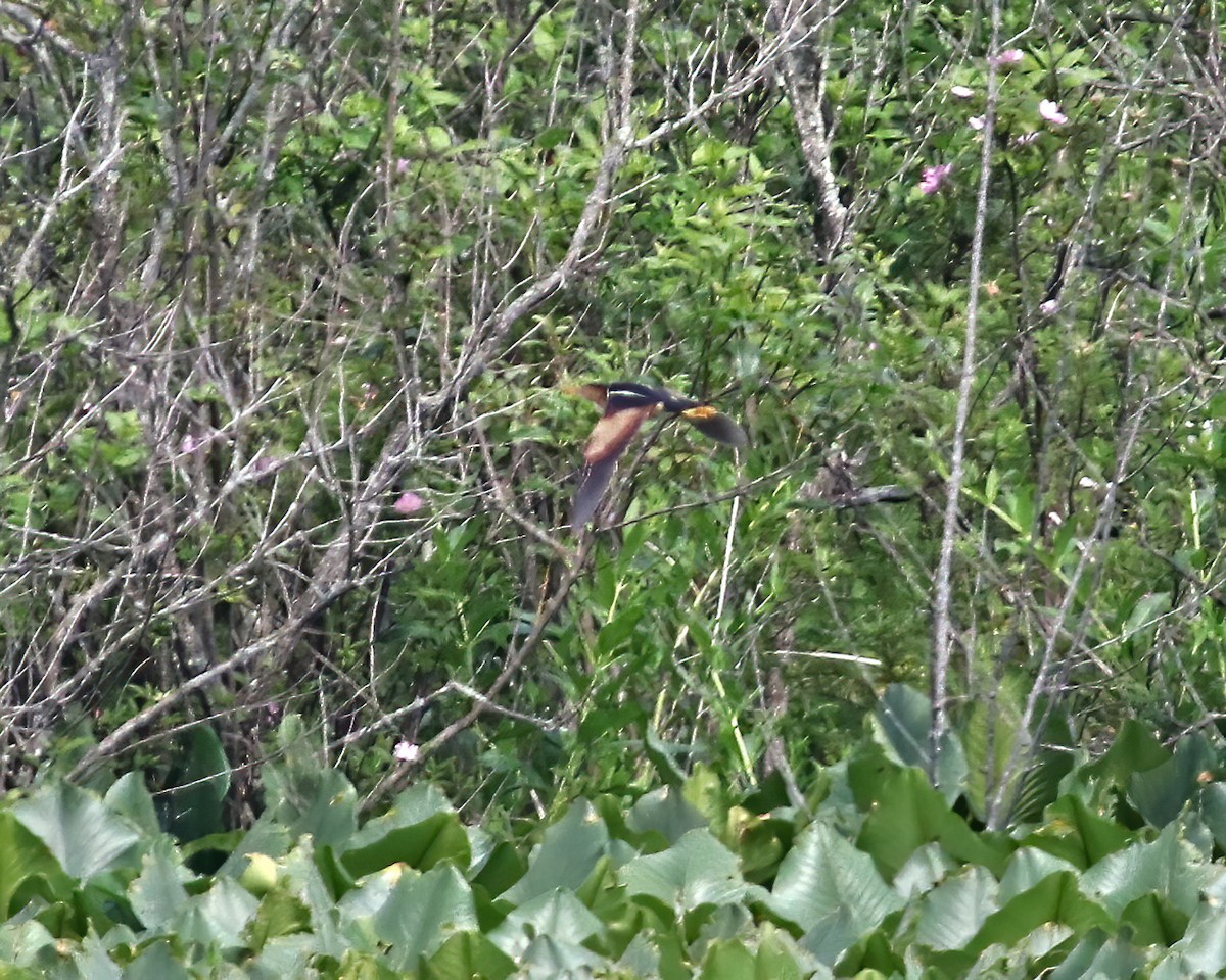 eBird Checklist - 19 Jun 2024 - Bath Nature Preserve - 51 species