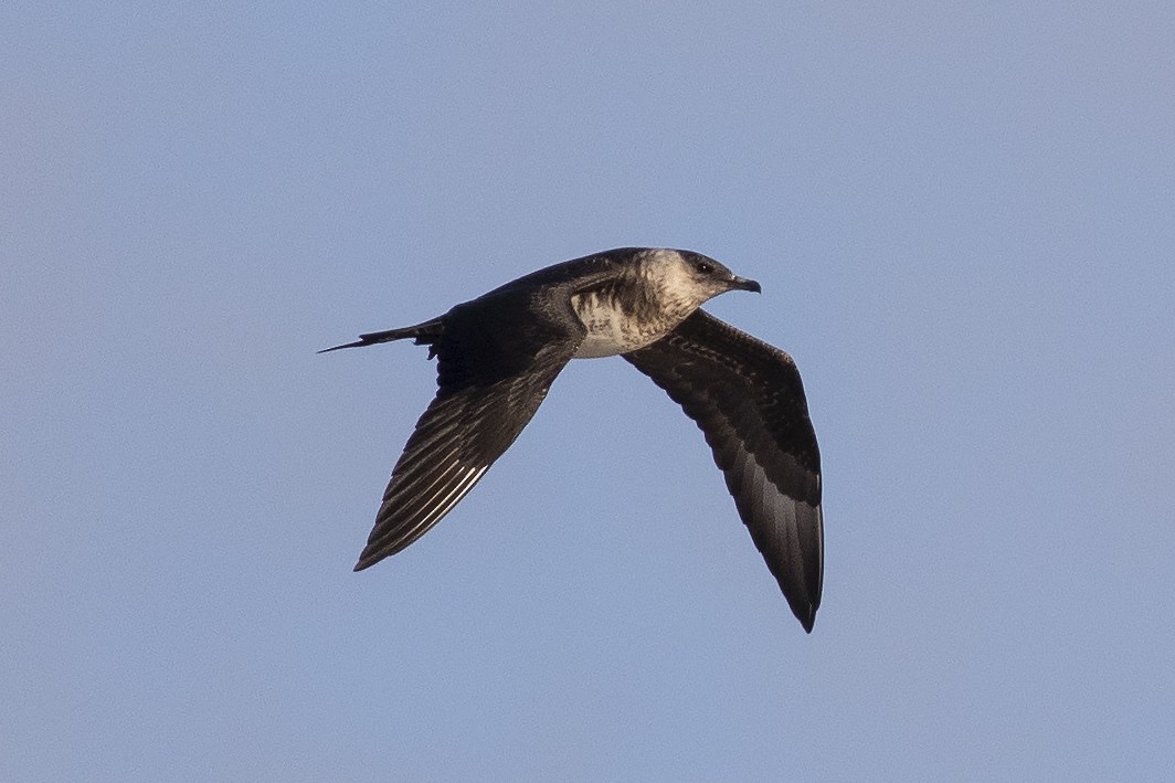 North Carolina Bird Atlas Checklist - 20 Jun 2024 - Fort Macon State ...