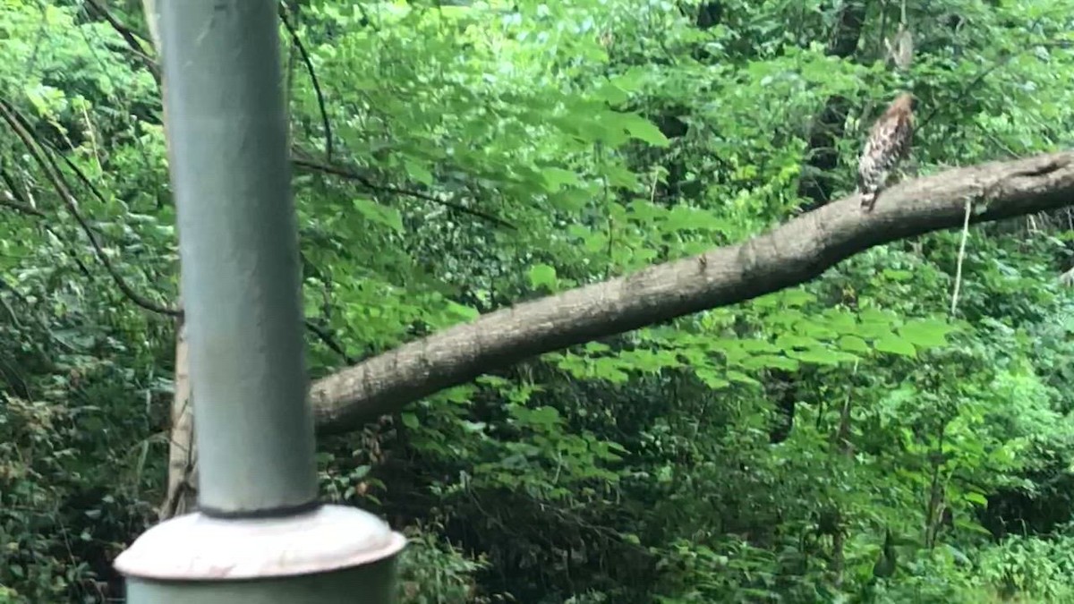 eBird Checklist - 18 Jun 2024 - Surrey Hills Farm (restricted access ...