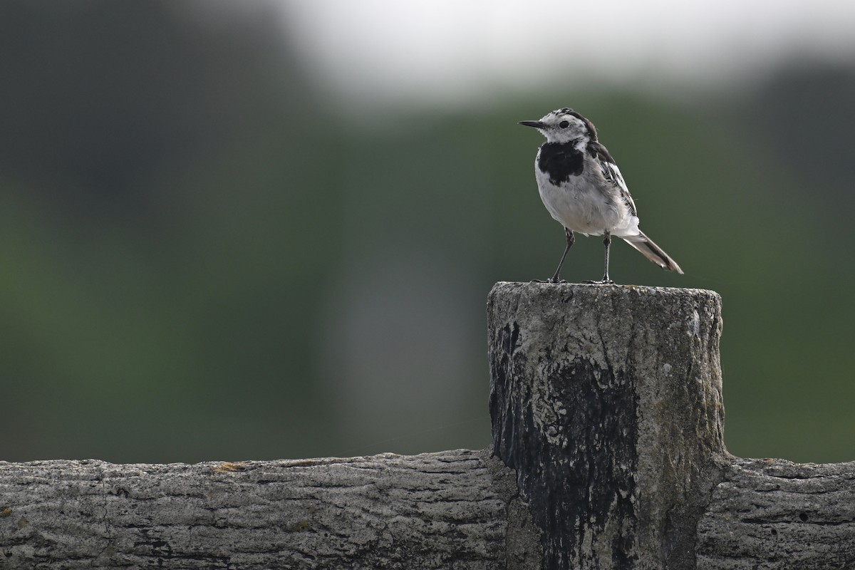 Taiwan Bird Atlas Checklist - 20 Jun 2024 - 金門--金沙溪中段 - 13 species