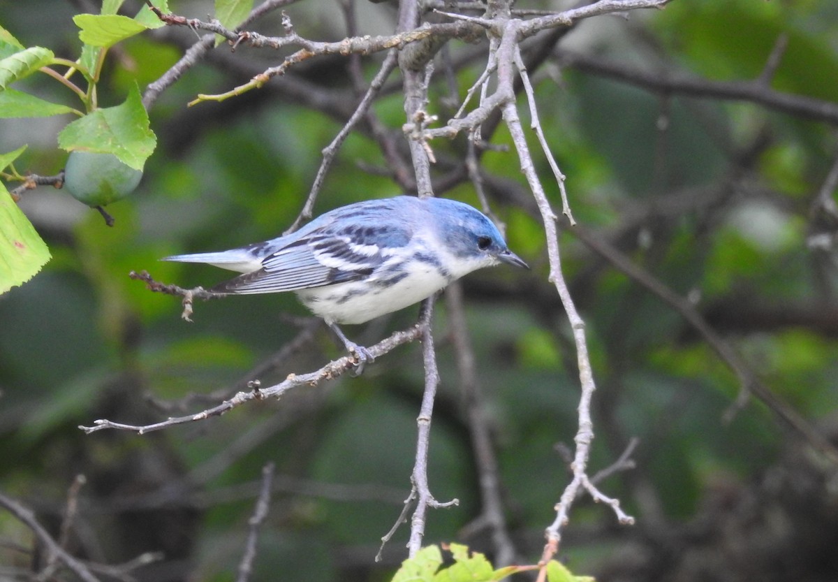 North Carolina Bird Atlas Checklist - 17 Jun 2024 - Blue Ridge Pkwy ...