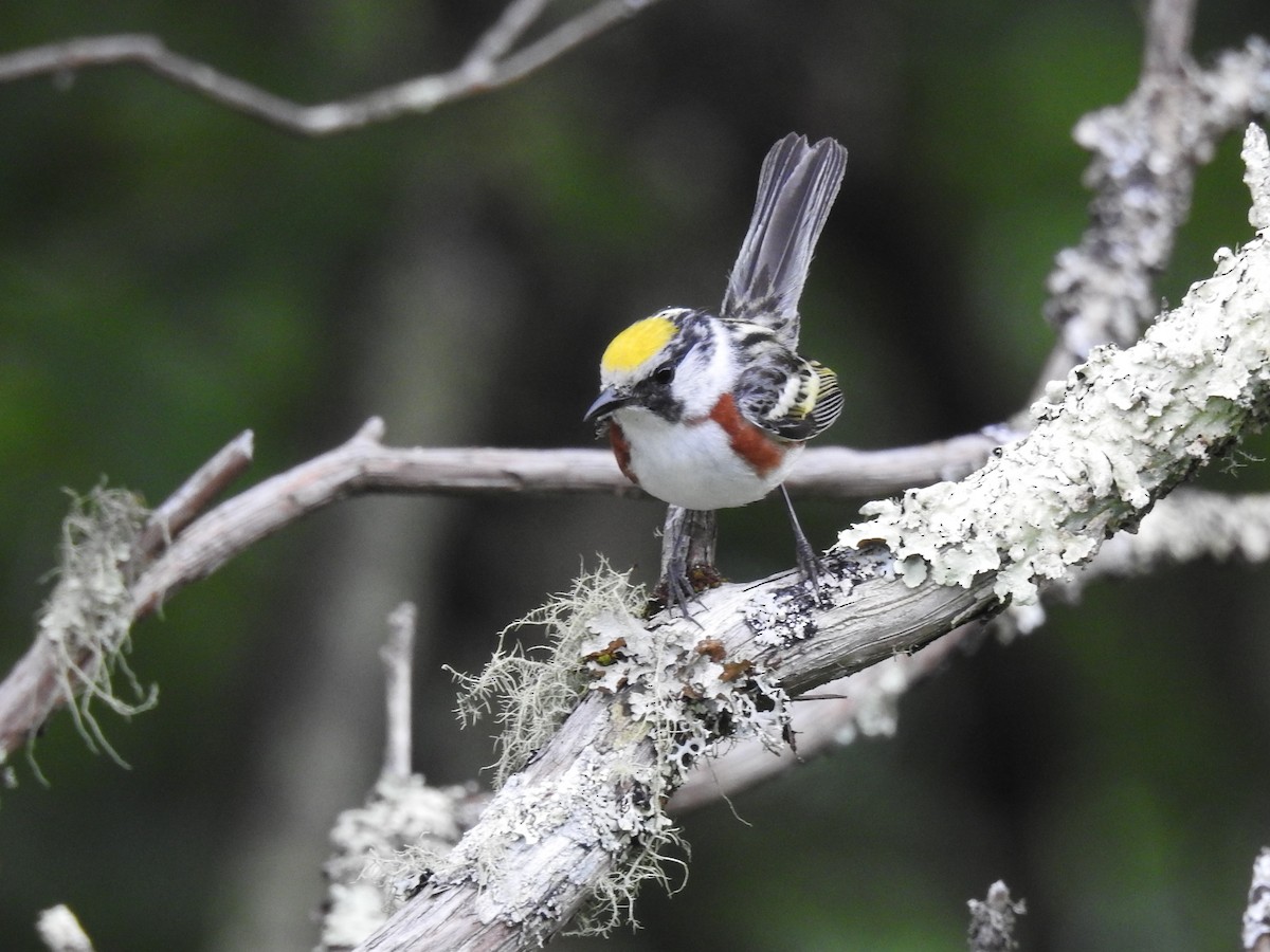 North Carolina Bird Atlas Checklist - 17 Jun 2024 - Blue Ridge Pkwy ...