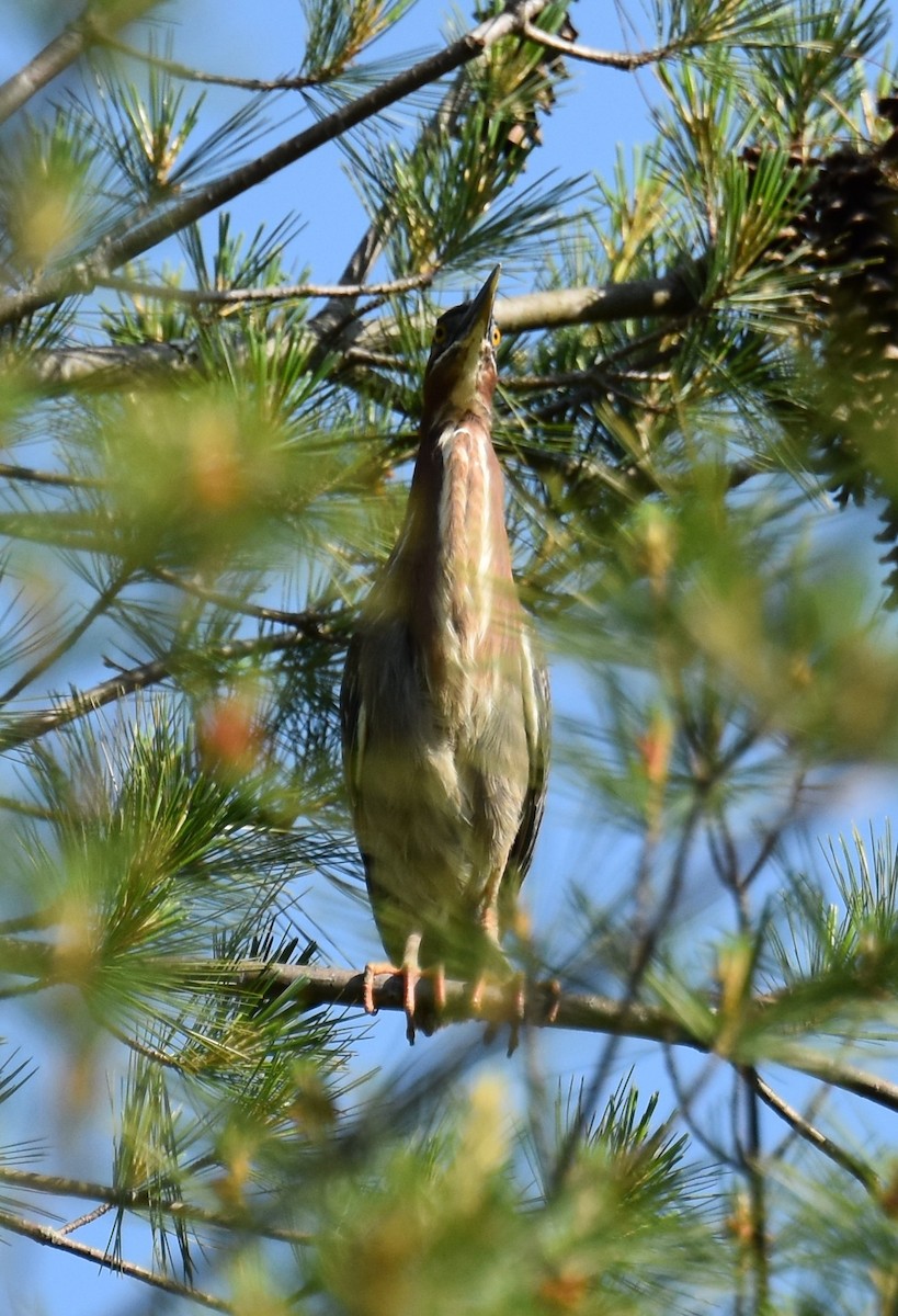 North Carolina Bird Atlas Checklist - 5 Jun 2024 - Valle Crucis Community Park - 38 species