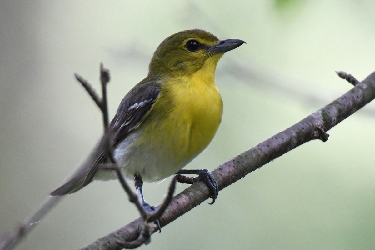 Pennsylvania Bird Atlas Checklist - 20 Jun 2024 - 5082 Furnace Road ...