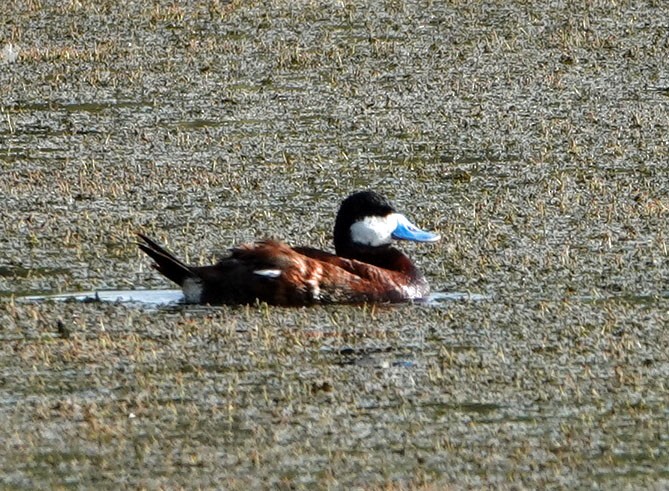 eBird Checklist - 20 Jun 2024 - Arivaca Lake - 42 species