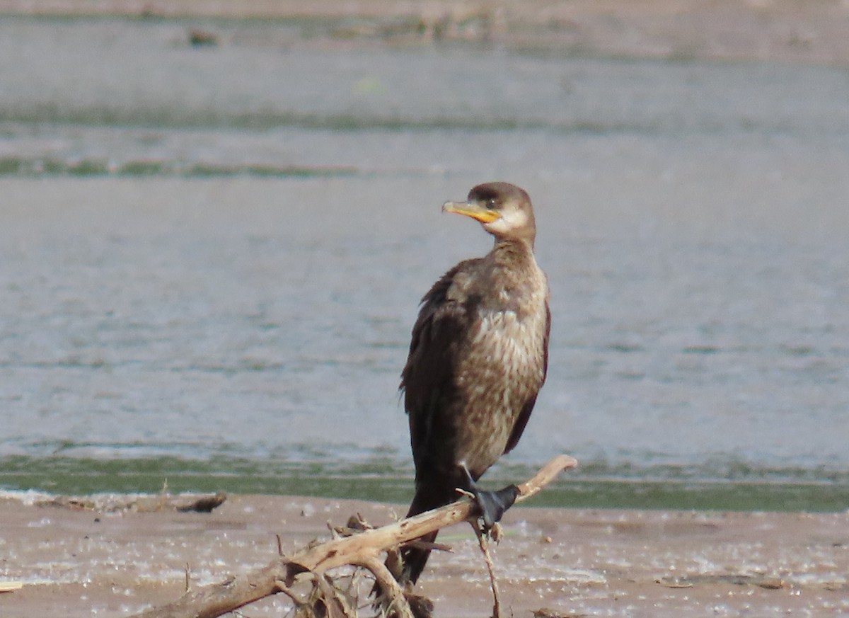 eBird Checklist - 20 Jun 2024 - Rio Grande Valley SP--Bosque Trails ...
