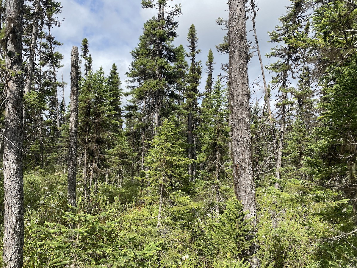 eBird Checklist - 20 Jun 2024 - Chemin Auriac - Km 8, 50.73341, -70. ...