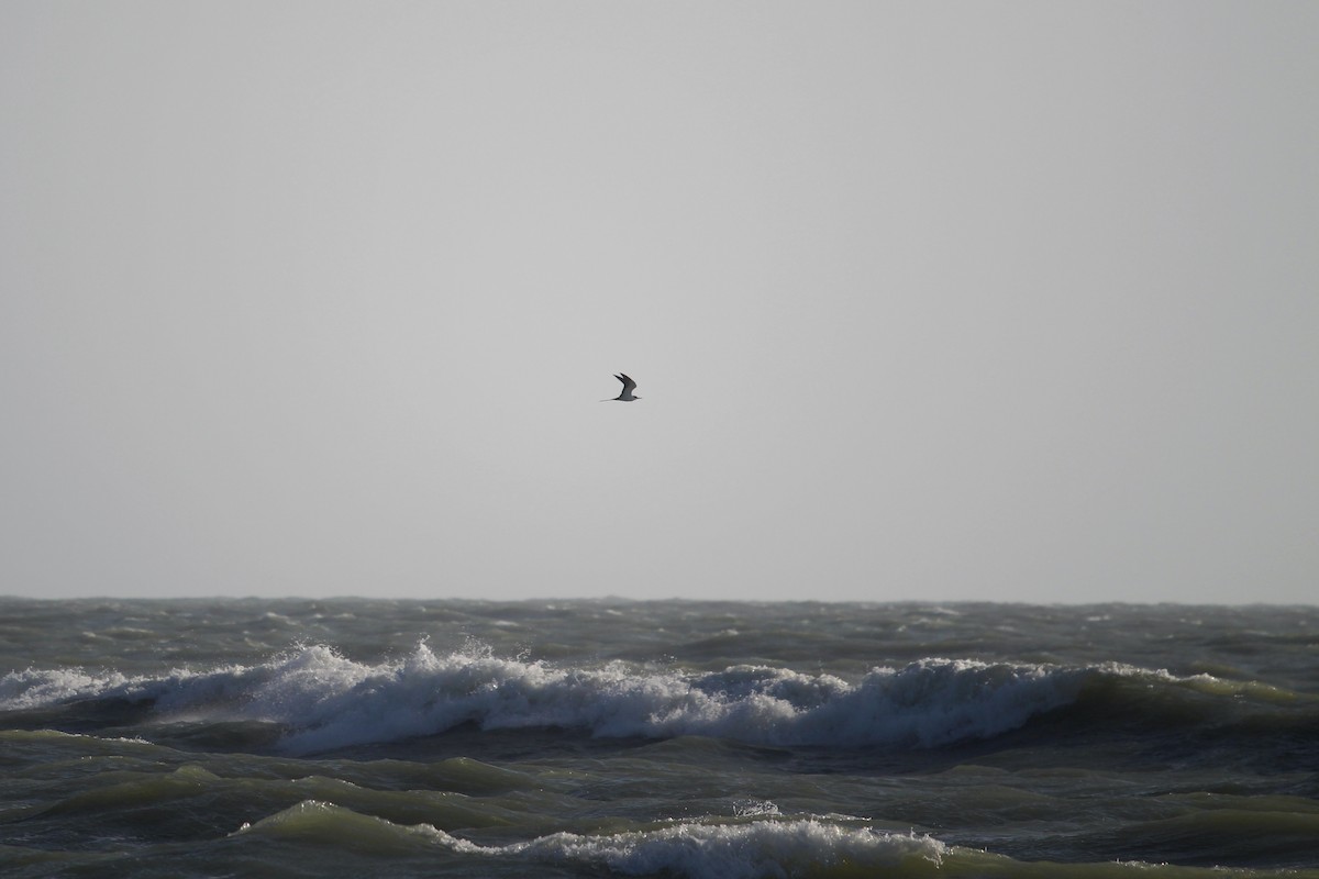 eBird Checklist - 20 Jun 2024 - Castaway Cove - 5 species (+1 other taxa)