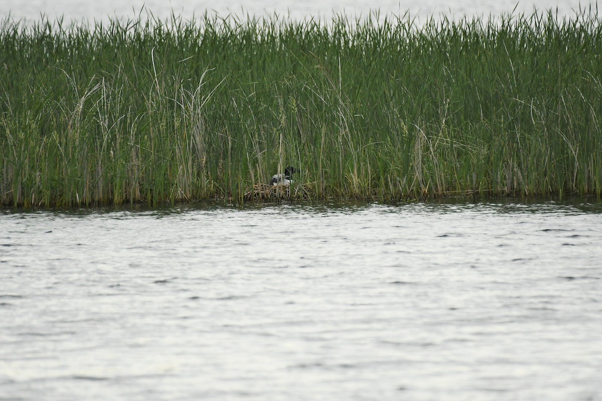 eBird Checklist - 20 Jun 2024 - Lake Chippewa - 16 species