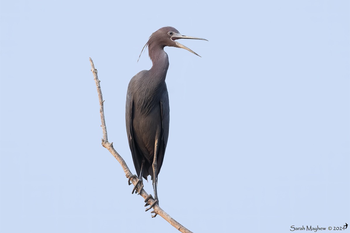 eBird Checklist - 18 Jun 2024 - North Natomas - 1 species
