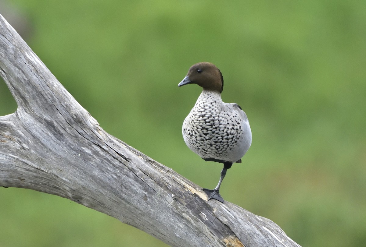 eBird Checklist - 21 Jun 2024 - Nepean River Cycleway, Camden - 28 species