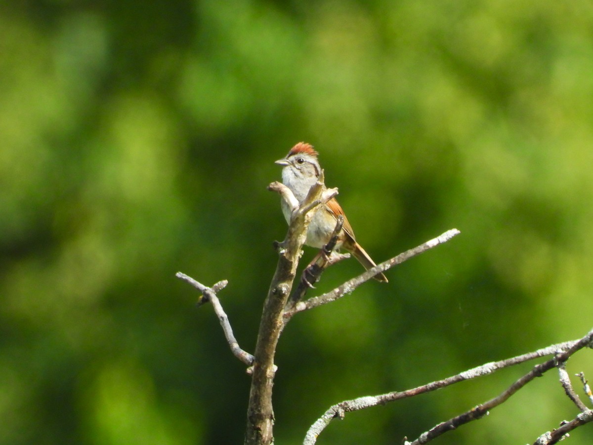 eBird Checklist - 19 Jun 2024 - Rotary Nature Preserve - 35 species