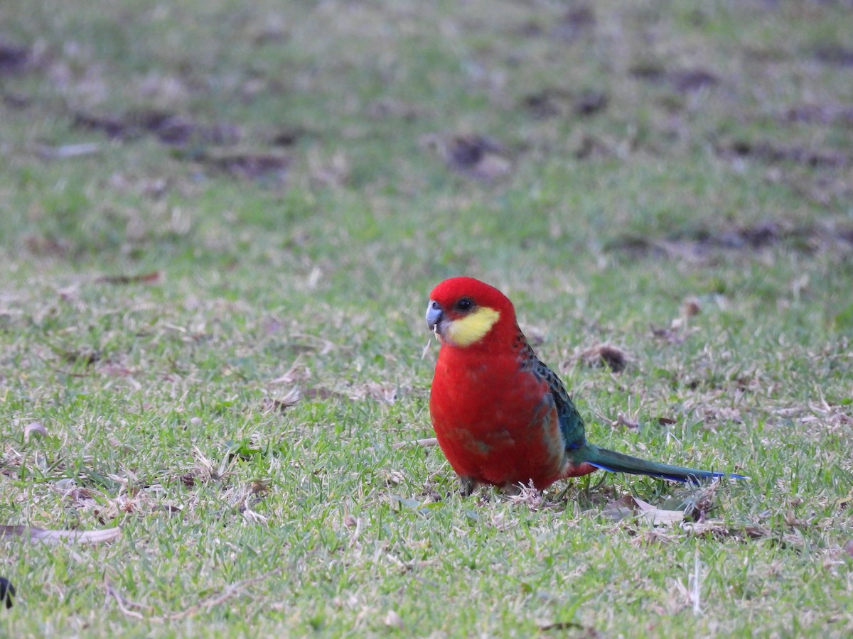 eBird Checklist - 21 Jun 2024 - Cheynes Beach Caravan Park - 5 species