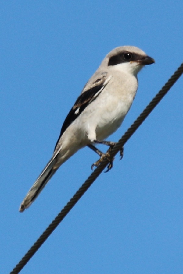 eBird Checklist - 21 Jun 2024 - whitehead - 8 species