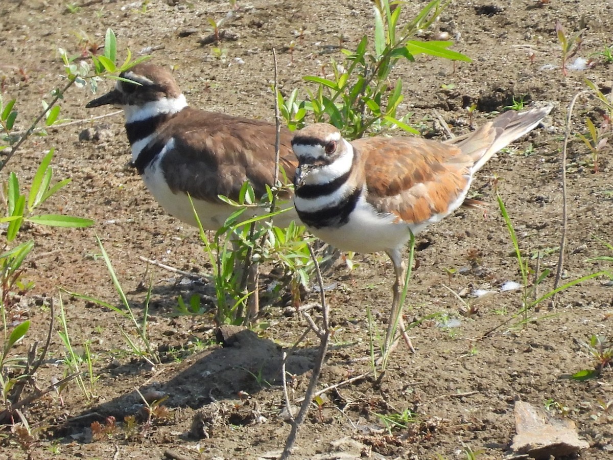eBird Checklist - 21 Jun 2024 - Bartholomew's Cobble, Ashley Falls - 45 ...