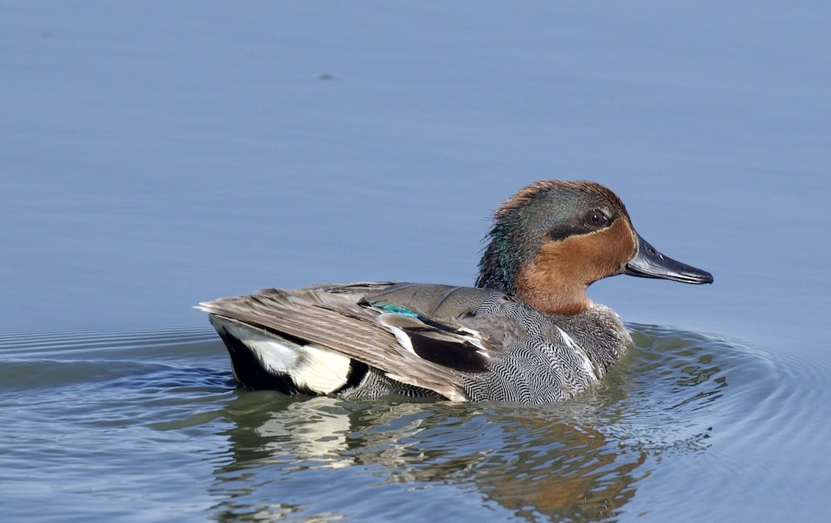 eBird Checklist - 21 Jun 2024 - Piute Ponds (permit required) - 45 ...