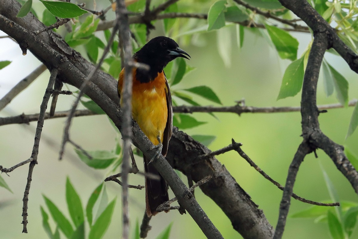 Orchard x Hooded Oriole (hybrid) - eBird