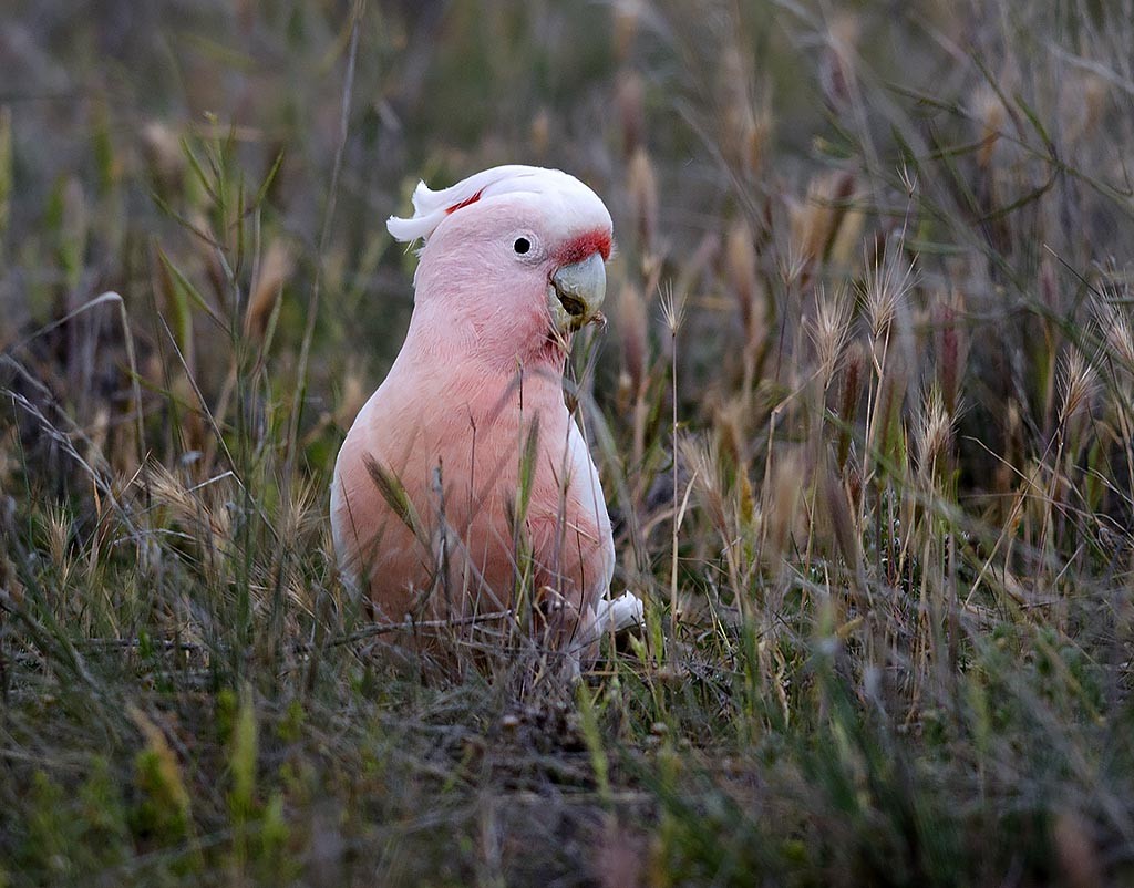 eBird Checklist - 6 Sep 2015 - Murray-Sunset National Park (general ...