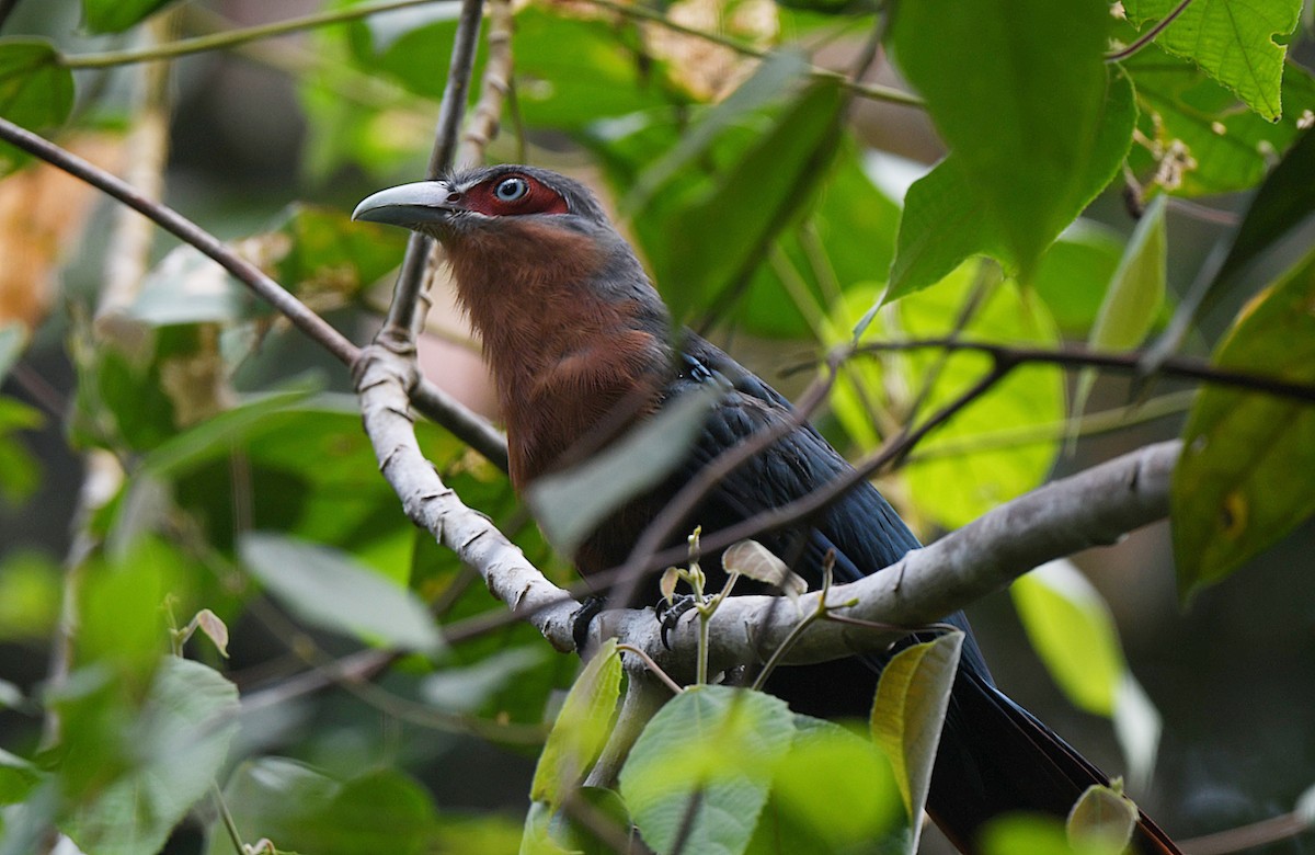 eBird Checklist - 16 Jun 2024 - Hutan Simpan Lenggor - 15 species