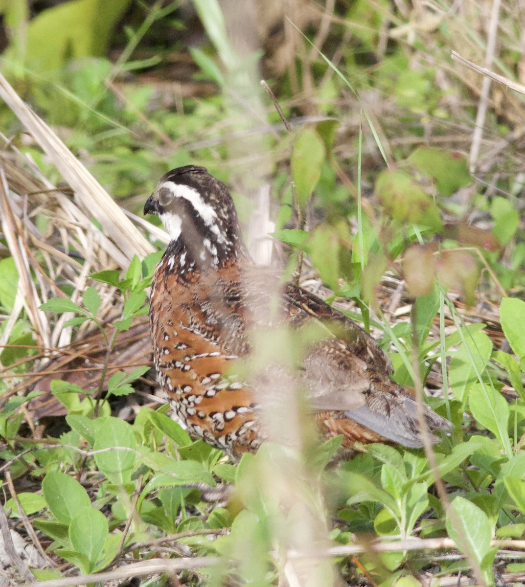eBird Checklist - 21 Jun 2024 - John C. and Mariana Jones Hungryland ...
